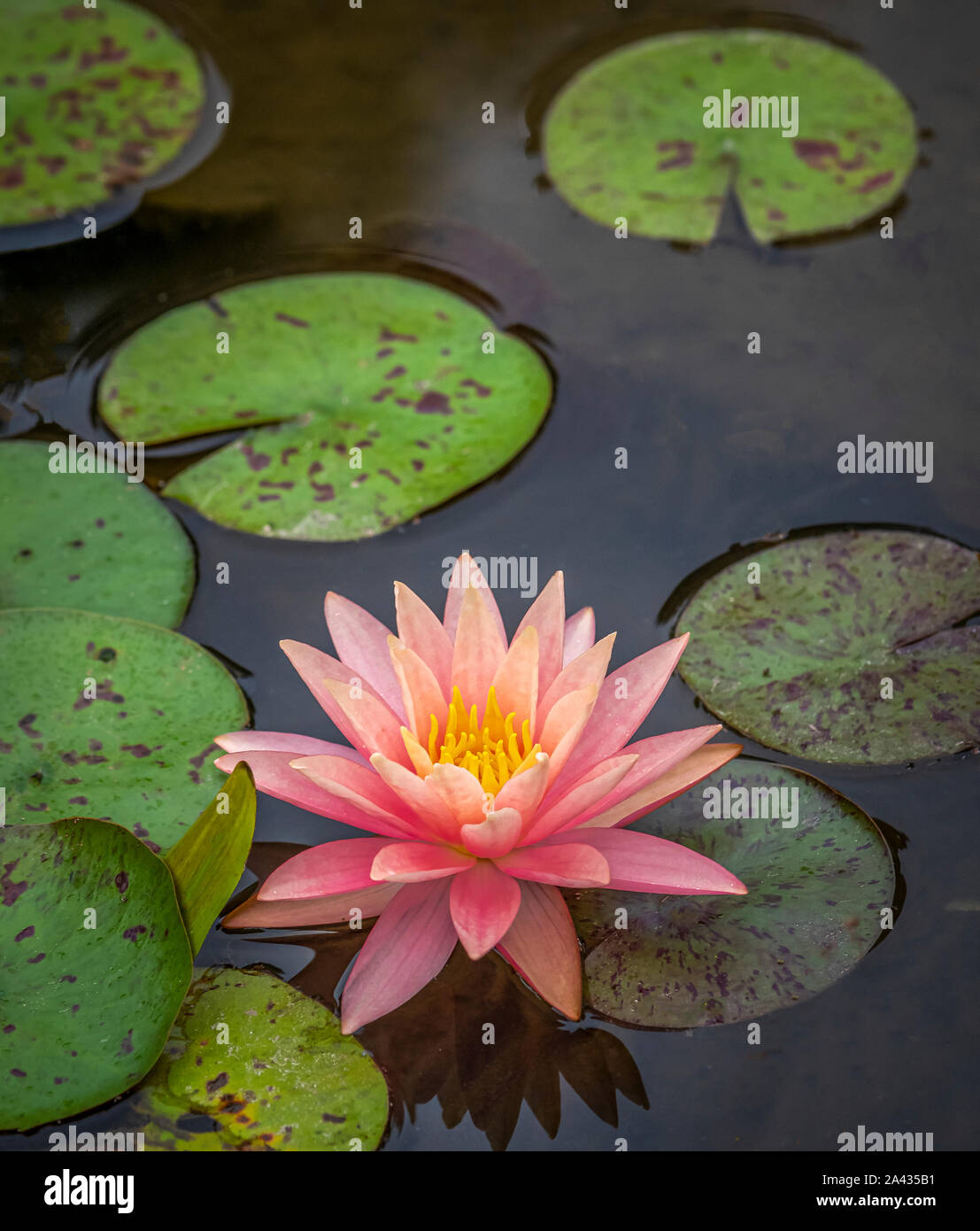 Single Water Lily Nymphaeaceae in pond against a dark background Stock ...