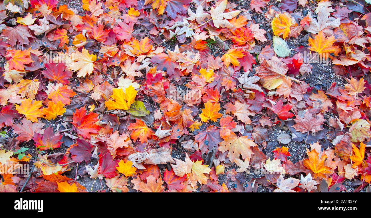 Colorful leaves on the floor, park flair, background Stock Photo - Alamy