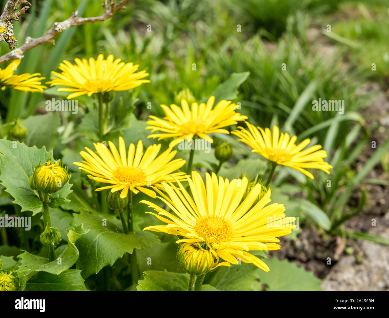 leopard's bane flower Stock Photo - Alamy