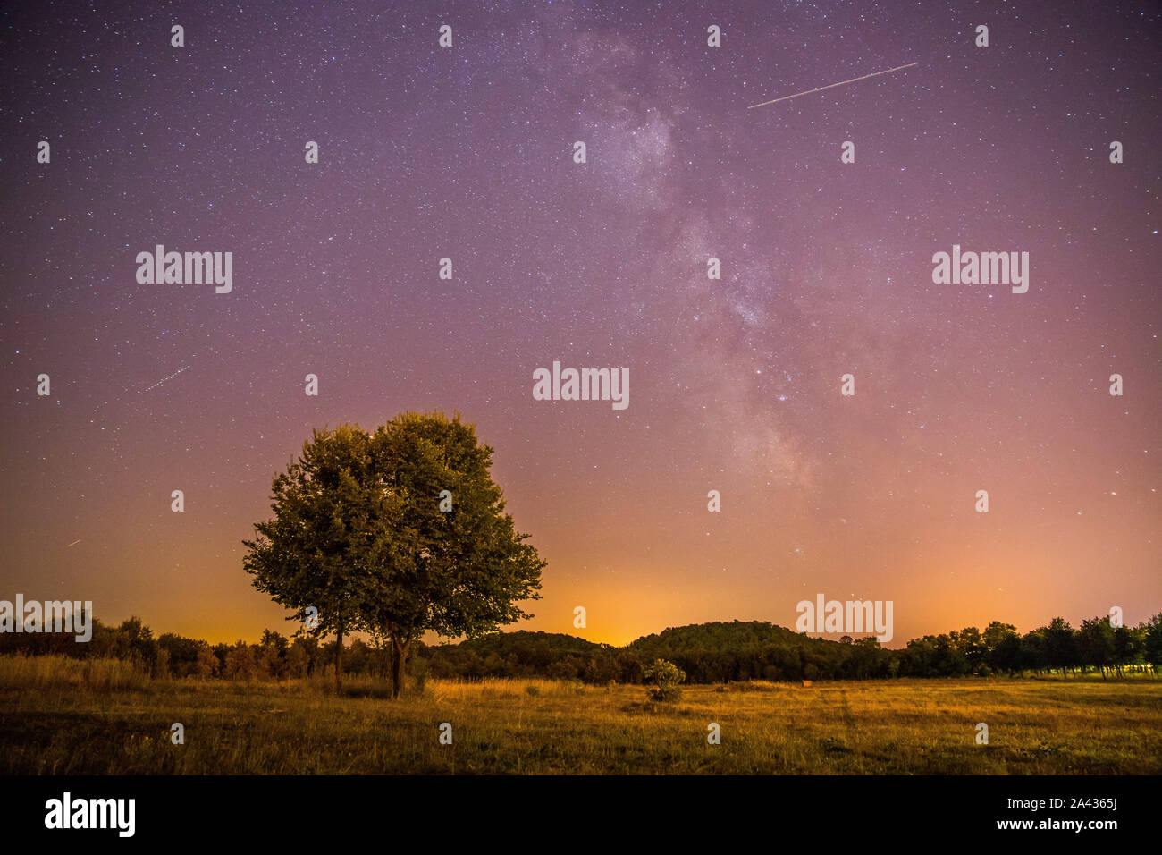 Clear purple sky with stars, lonely field and tree Stock Photo - Alamy