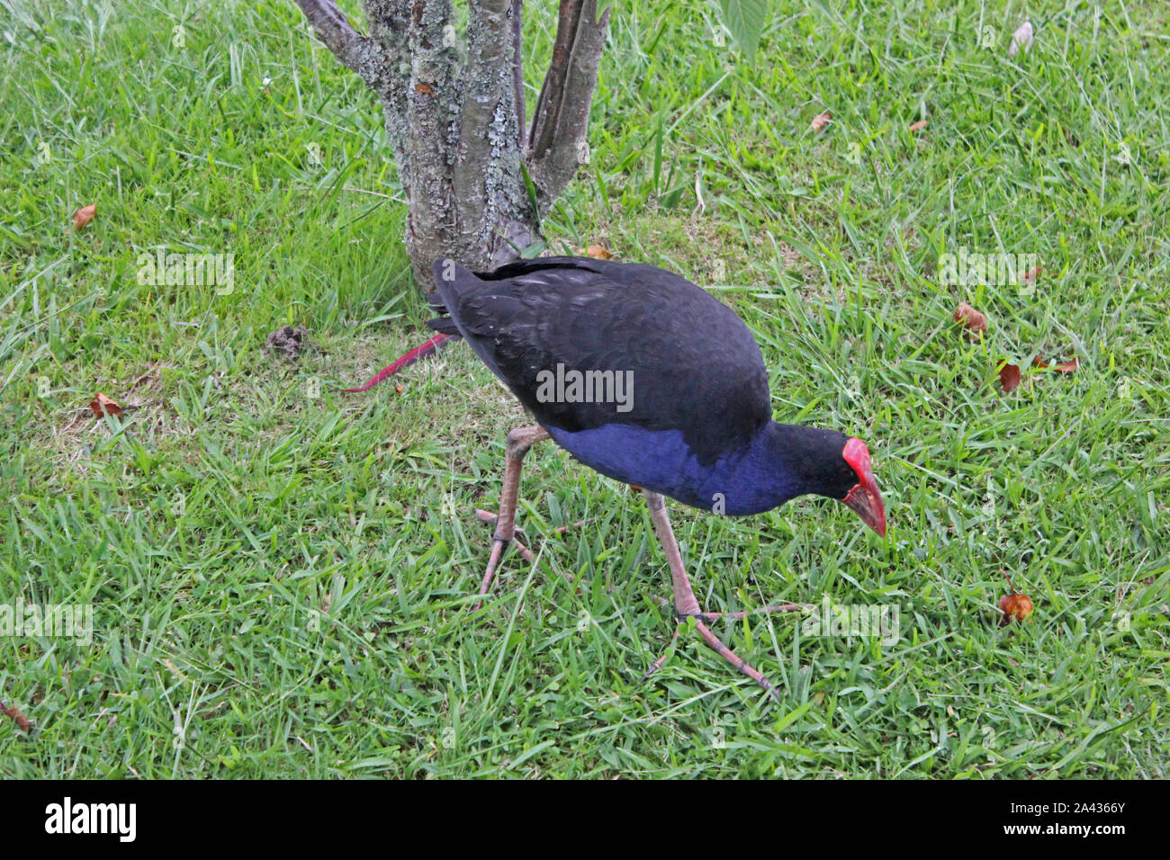Bird grass pukeko walking hi-res stock photography and images - Alamy