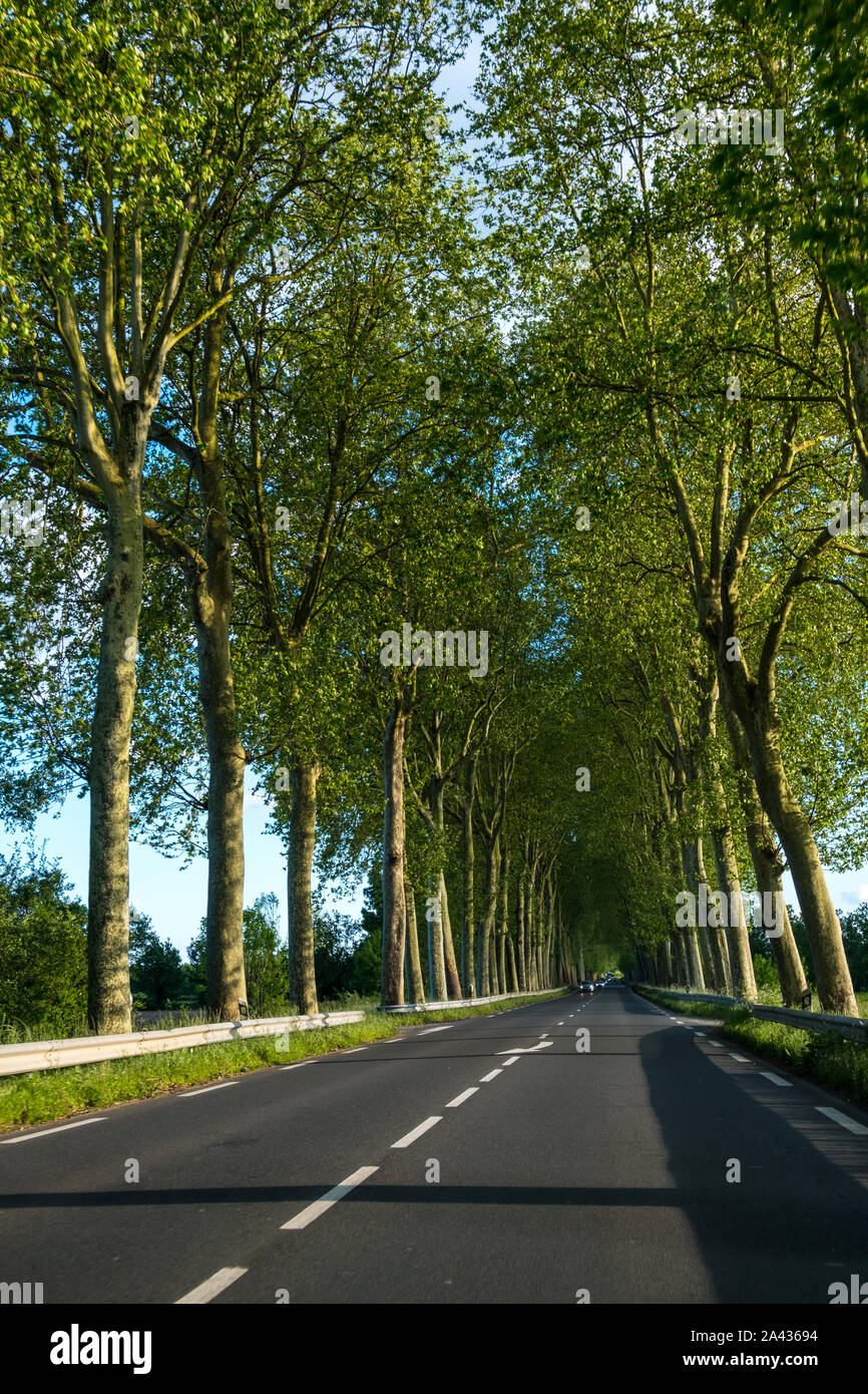 Beautiful landscape of straight road shaded by old trees in the french ...