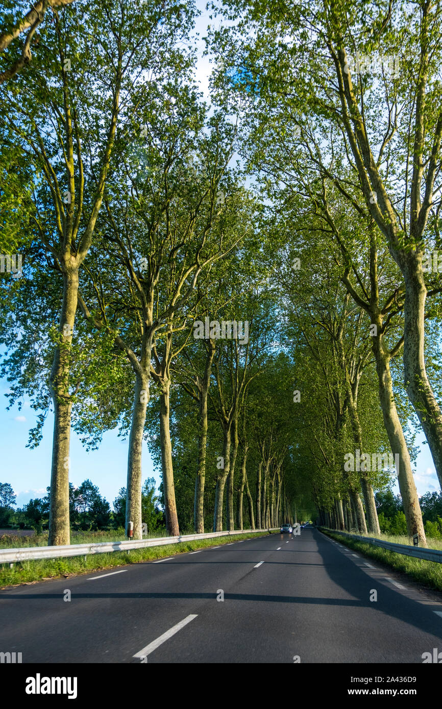 Beautiful landscape of straight road shaded by old trees in the french ...