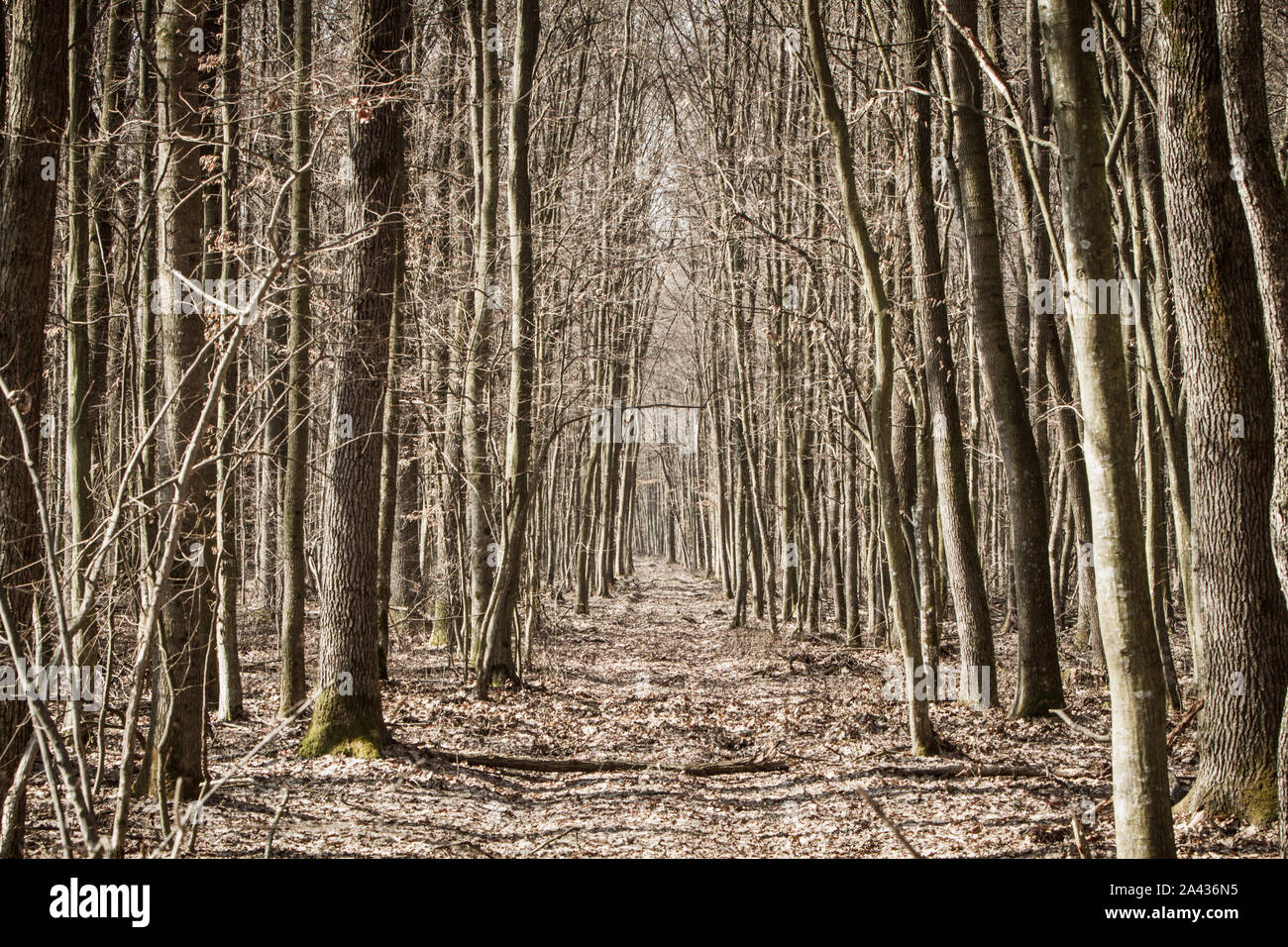 Narrow forest trees hi-res stock photography and images - Alamy