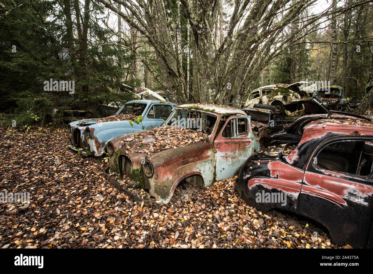 old scrap metal cars in a wood Stock Photo - Alamy
