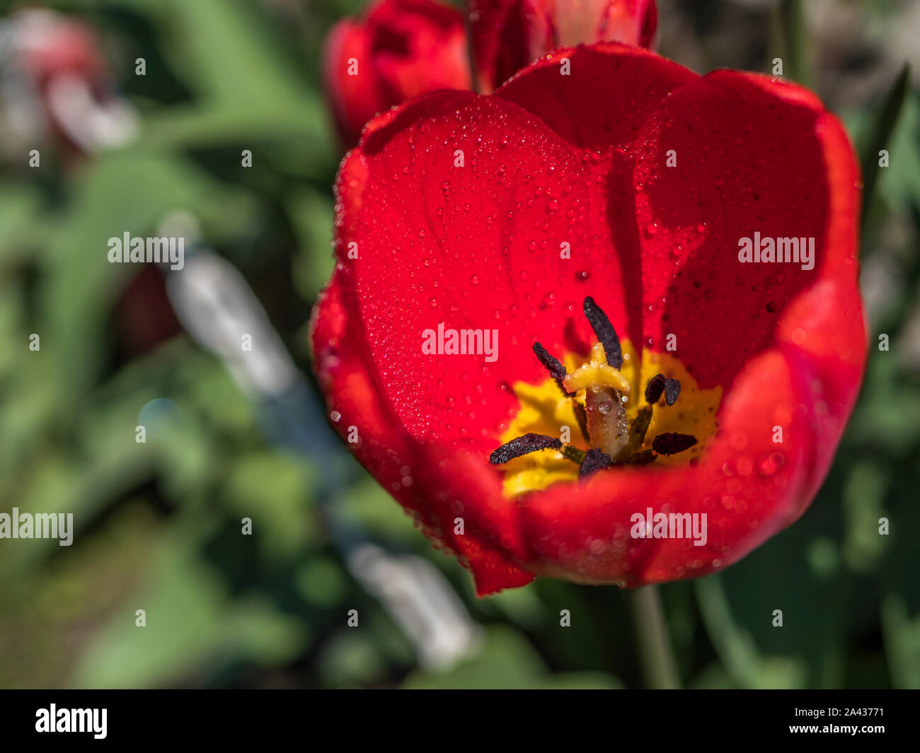 Red tulip in the spring Stock Photo - Alamy