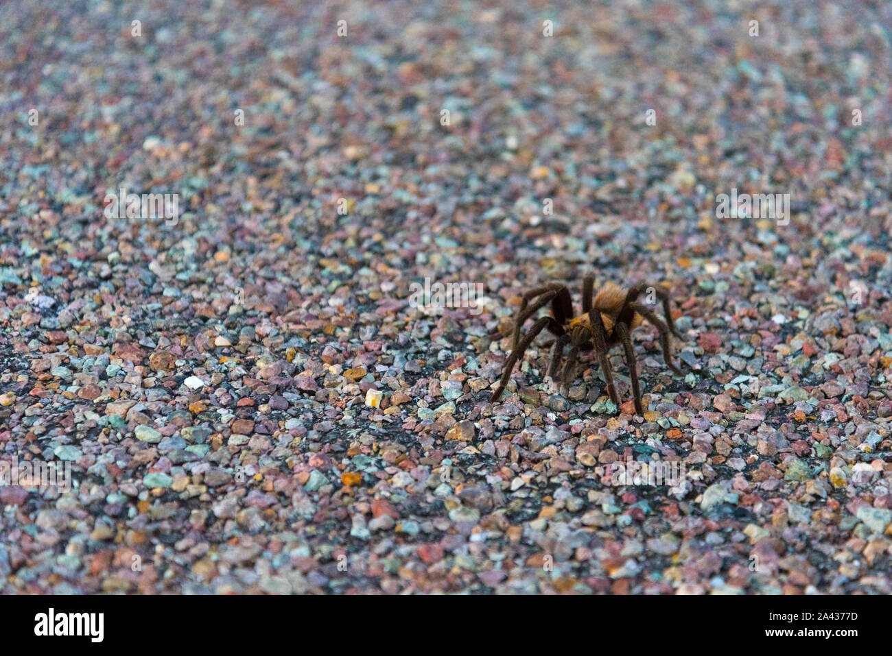 Tarantula crawling over the Highway in Big Bend National Park, USA ...