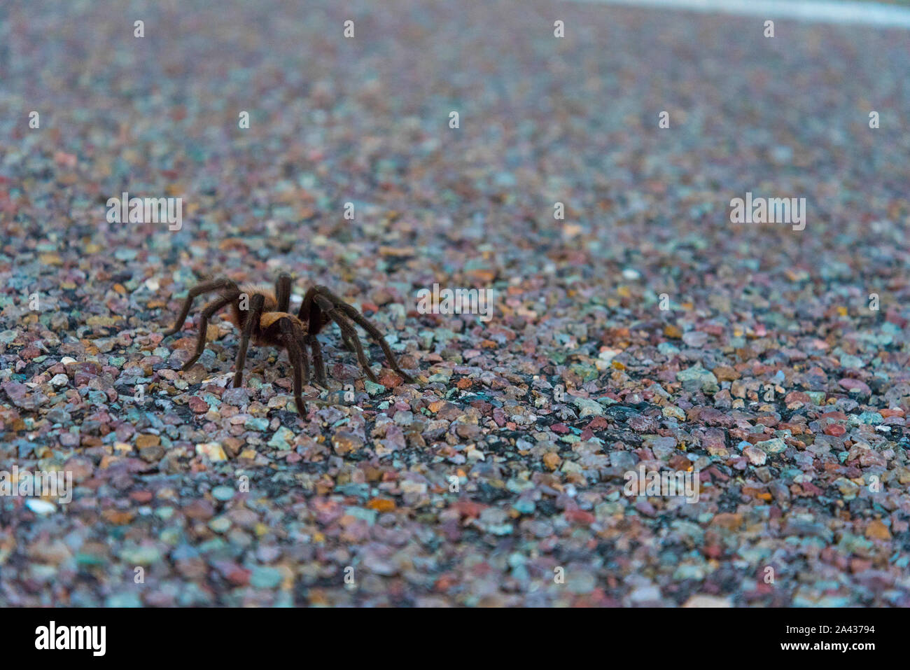 Tarantula crawling over the Highway in Big Bend National Park, USA ...