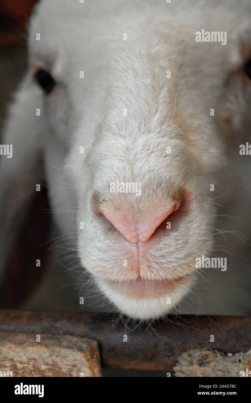 Cute sheep hi-res stock photography and images - Alamy