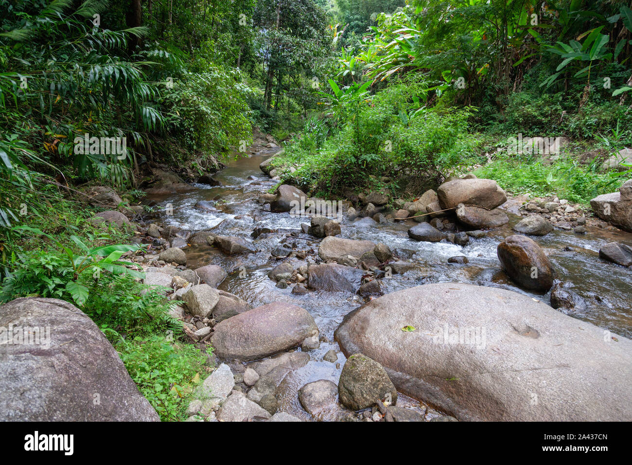 Rapids in the rainforest around Chiang Mai Stock Photo - Alamy