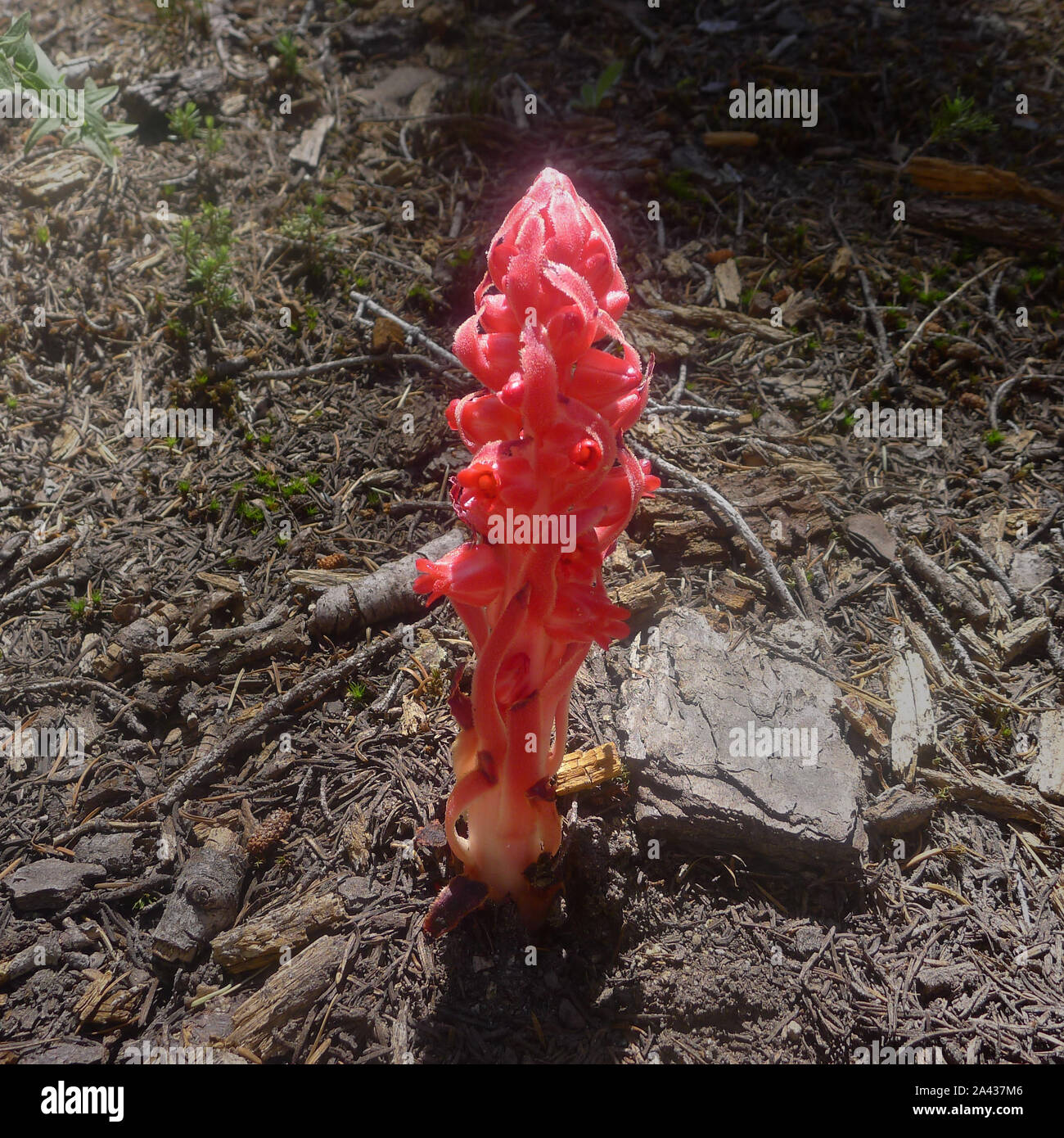 Sarcodes sanguinea, commonly called snow plant or snow flower is a ...