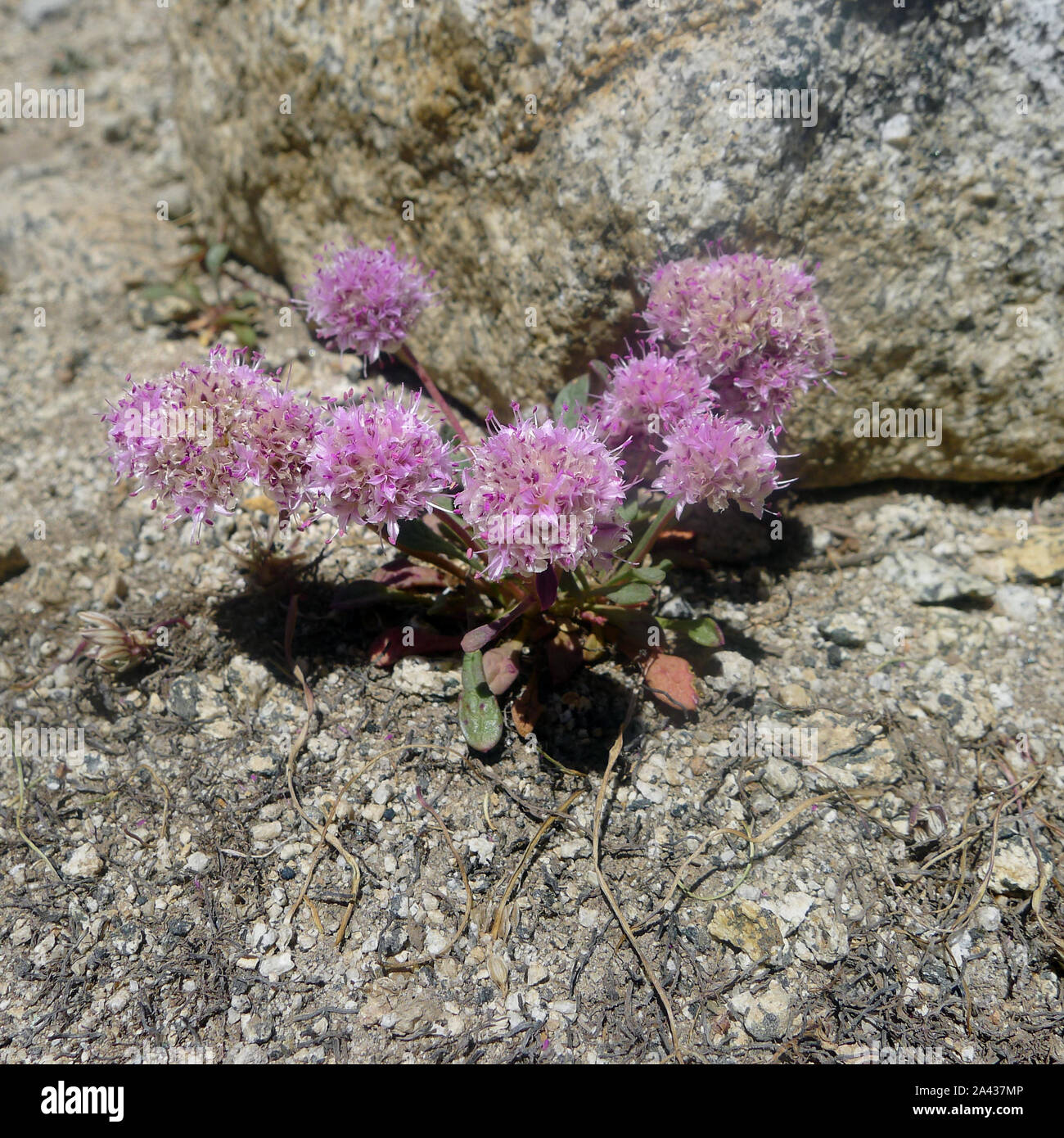 Calyptridium, Pussy Paws. Lake Tahoe, Emerald Bay State Park Stock ...