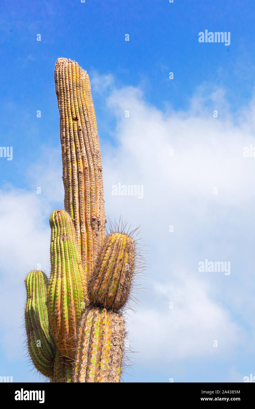 Large mexican cactus on a background of blue sky with clouds. Bright ...