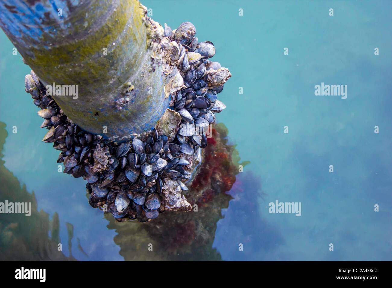 The black mussels stuck on the pole in the water Stock Photo - Alamy