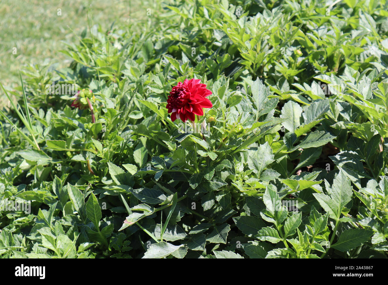 Beauty of love hi-res stock photography and images - Alamy