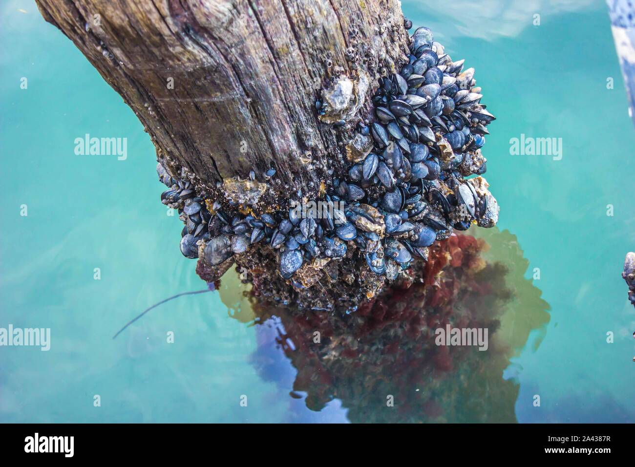 The black mussels stuck on the pole in the water Stock Photo - Alamy