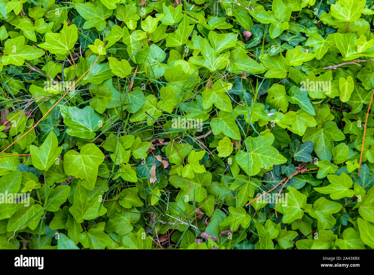 Green plants texture hi-res stock photography and images - Alamy