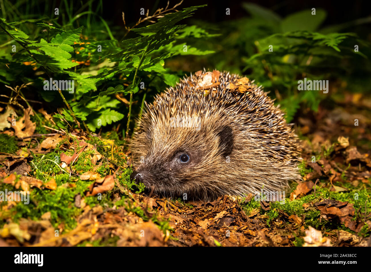 Hedgehog, (Scientific name: Erinaceus europaeus) Native, wild hedgehog ...