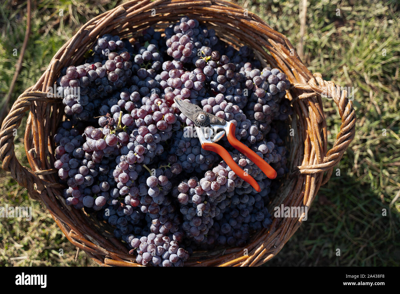 top view closeup detail of wicker brown basket full of red and rose ...