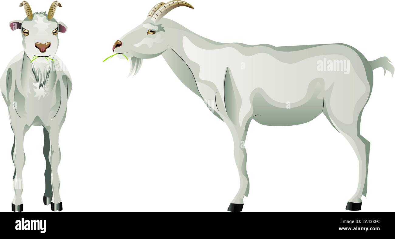 Cute white goat, cartoon animal on white background Stock Vector Image ...