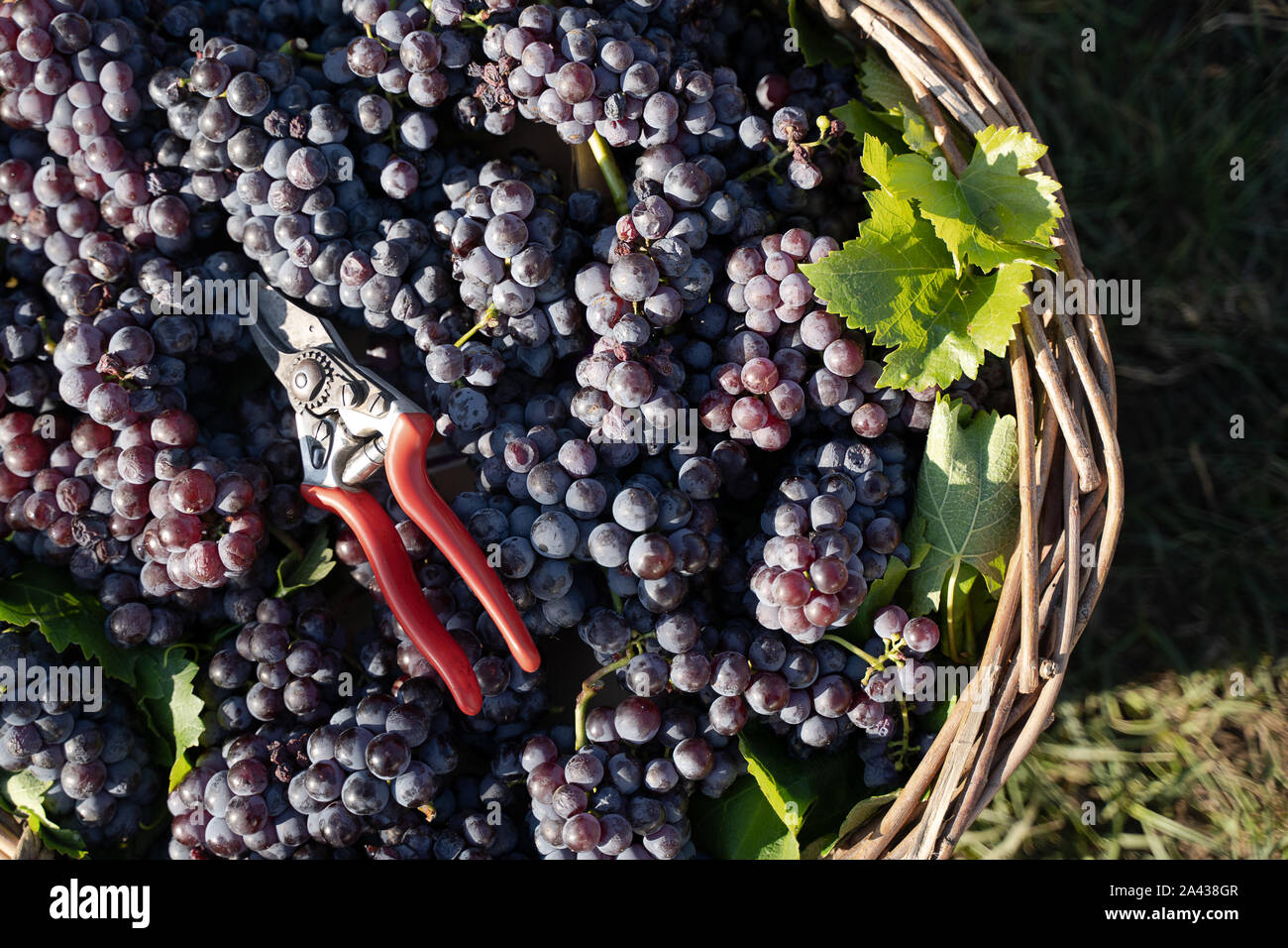 top view closeup detail of wicker brown basket full of red and rose ...