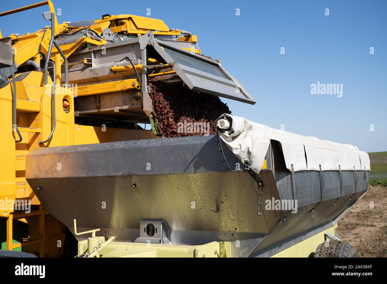 closeup of yellow vineyard agricultural grape harvesting machine ...