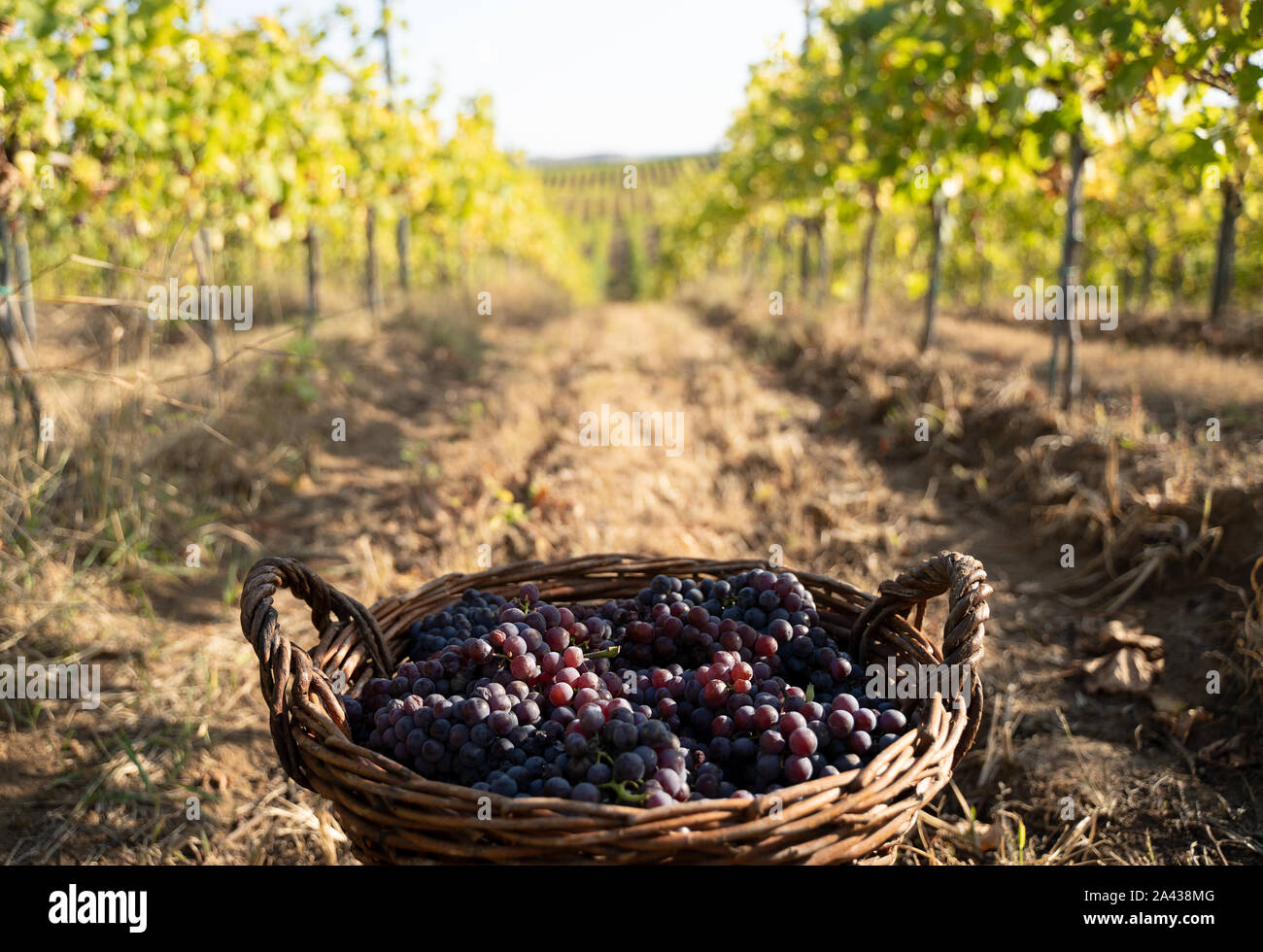 perspective view closeup of wicker brown baskets full of red and rose ...