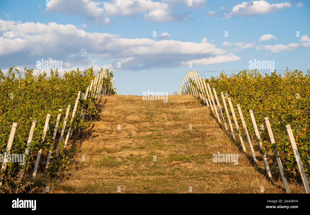 front view perspective view of wide green field horizon opening between ...