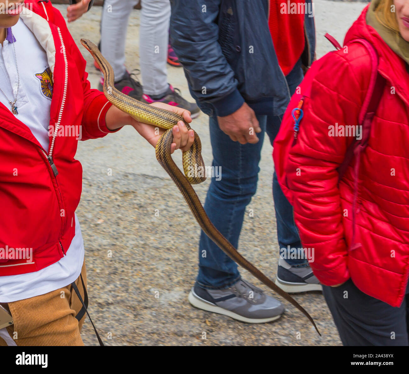 Boy holding a snake hi-res stock photography and images - Alamy