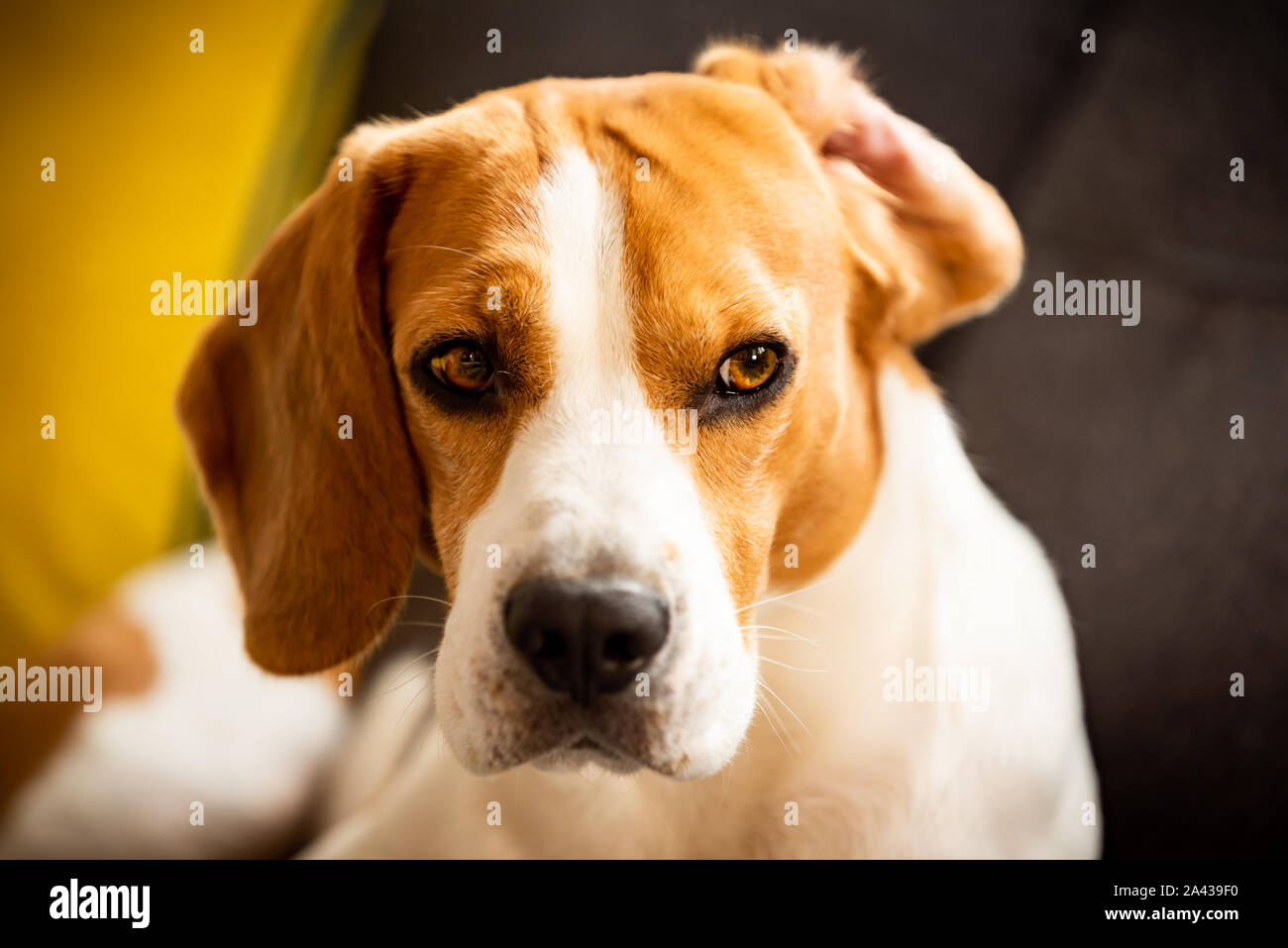 Beagle dog with one ear flipped up on sofa indoors Stock Photo - Alamy