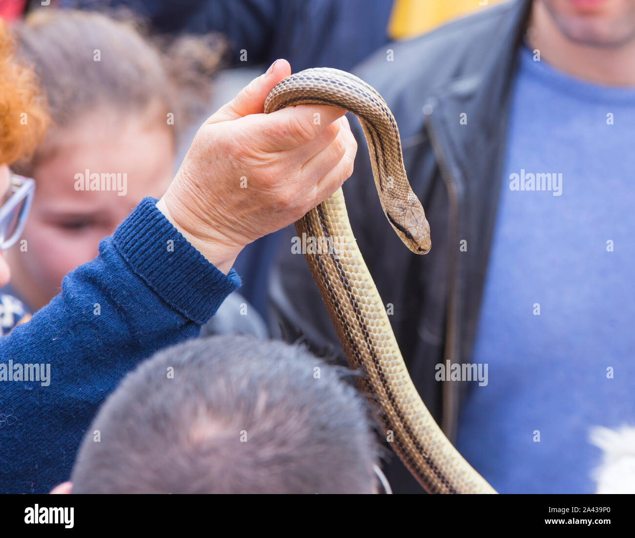 Woman fear snake hi-res stock photography and images - Alamy