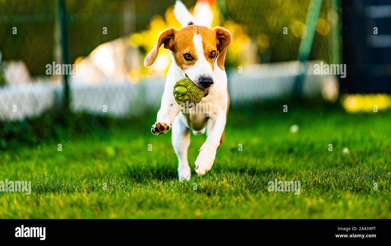 Beagle dog jumping and running with a toy towards the camera Stock ...