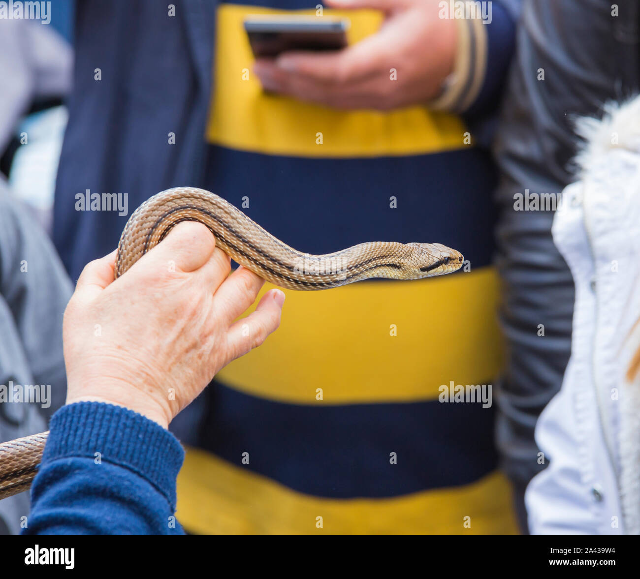 Snake bite hand hi-res stock photography and images - Alamy
