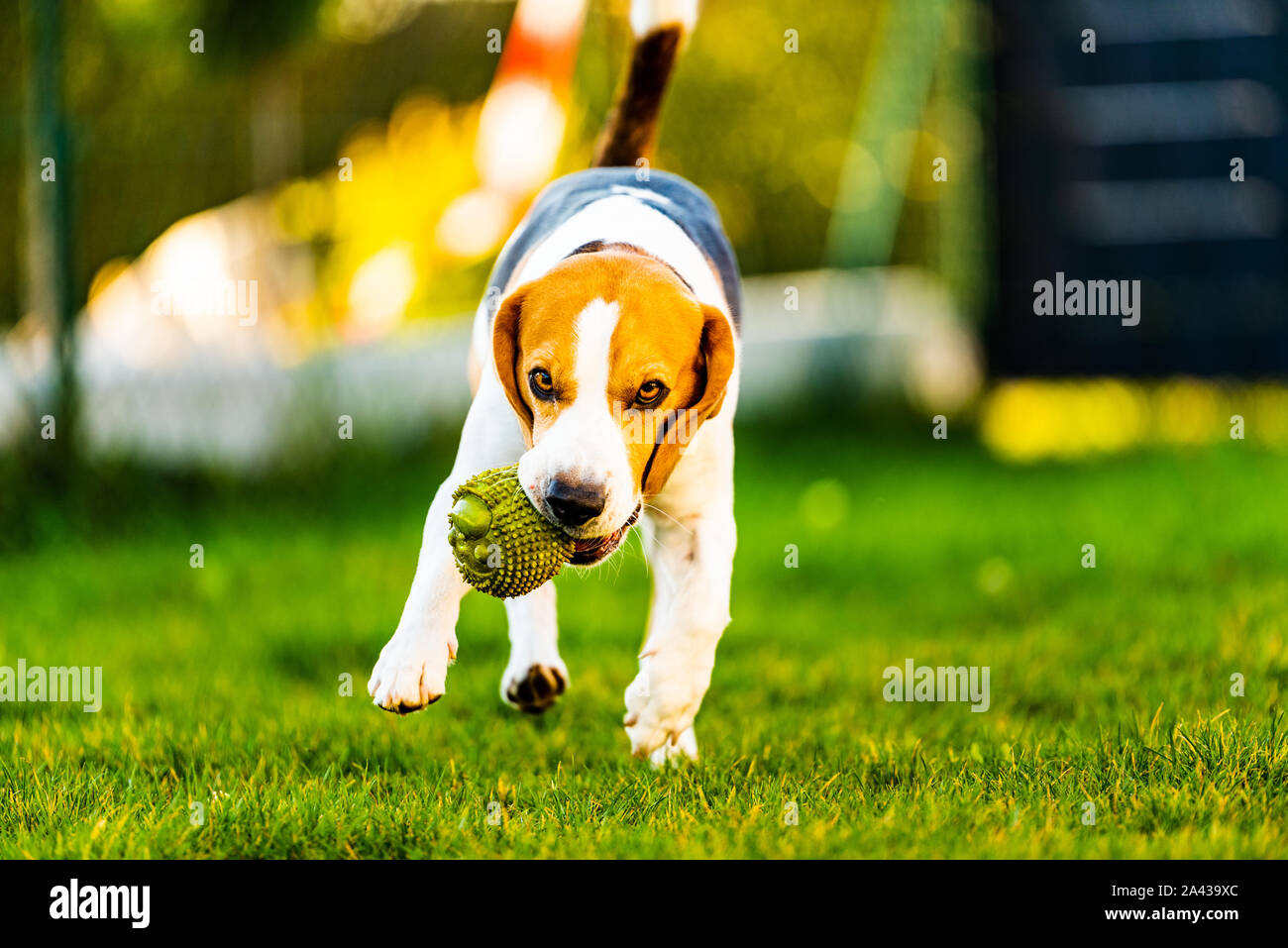 Beagle Running Jumping High Resolution Stock Photography and Images - Alamy