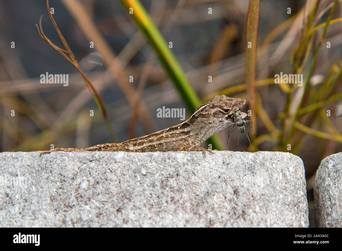 Everglades insect hi-res stock photography and images - Alamy