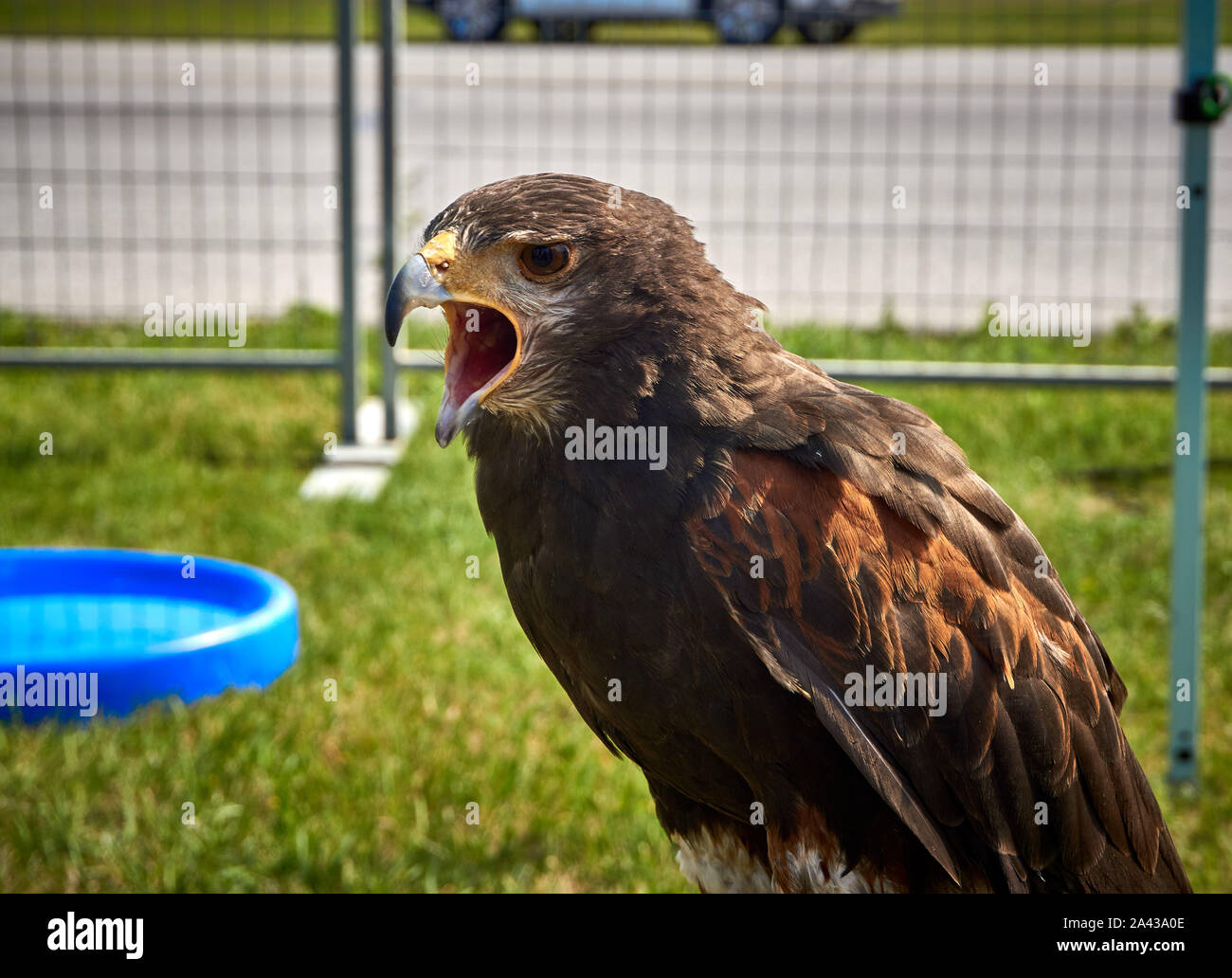 Ontario hawk hi-res stock photography and images - Alamy