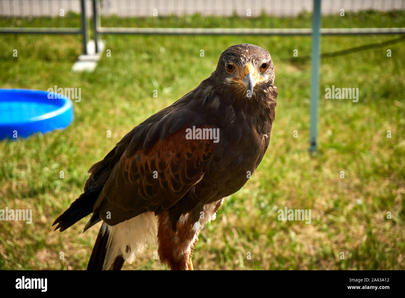 Ontario hawk hi-res stock photography and images - Alamy