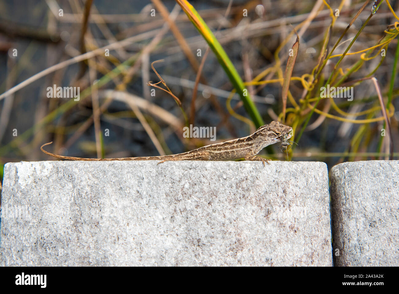 Closeup of a Lizard with Prey in his Mouth at the Swamps of the ...