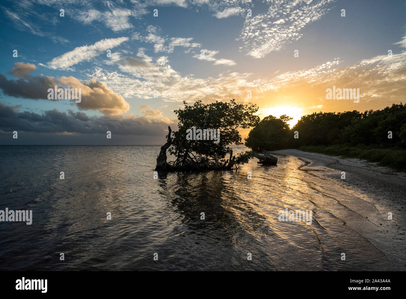 Sunset at the Florida Keys, Tree standing in the Water, Florida, USA ...