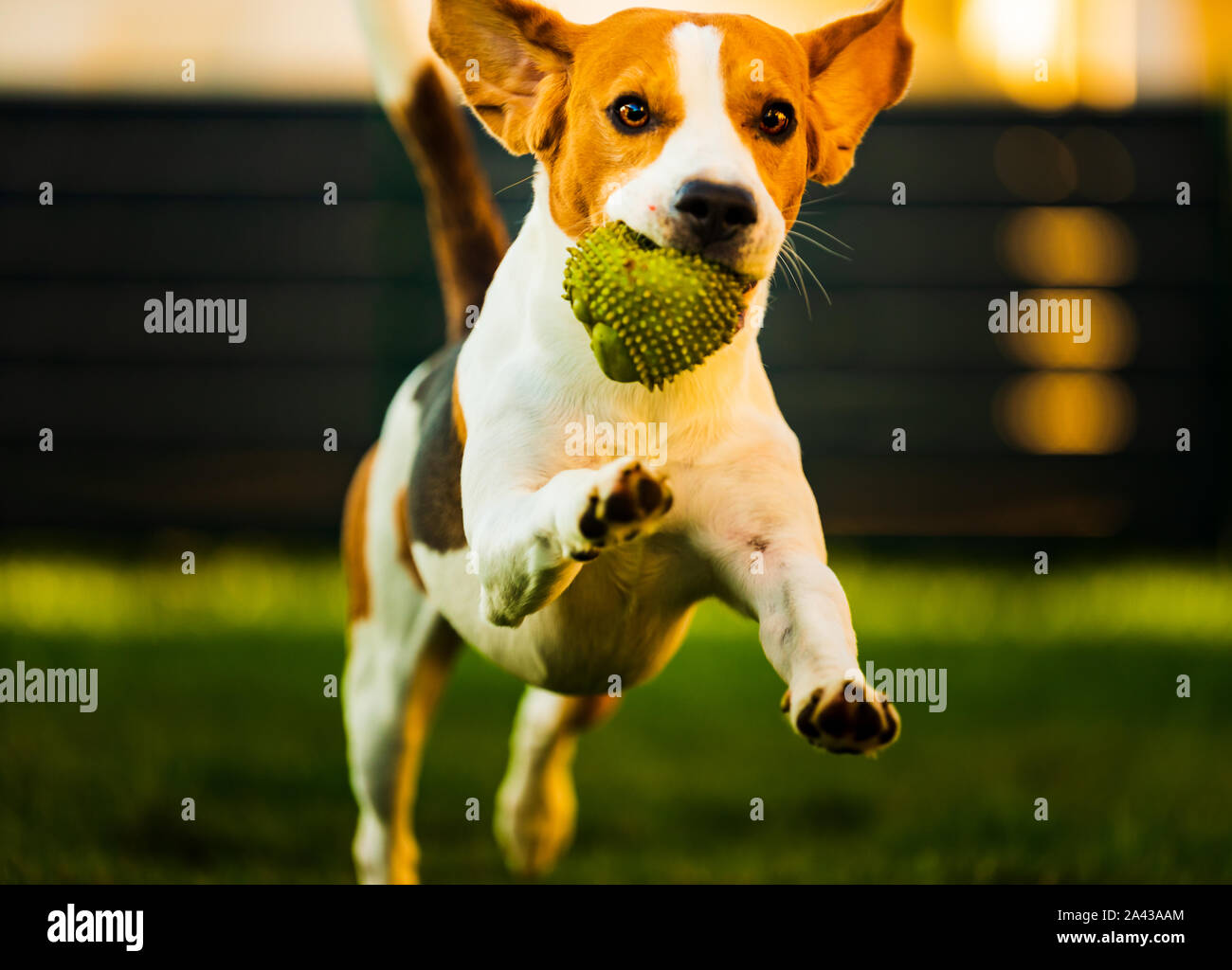 Beagle dog jumping and running with a toy towards the camera Stock ...