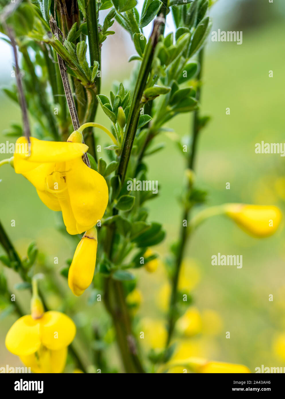 Blossom of the broom in spring Stock Photo - Alamy