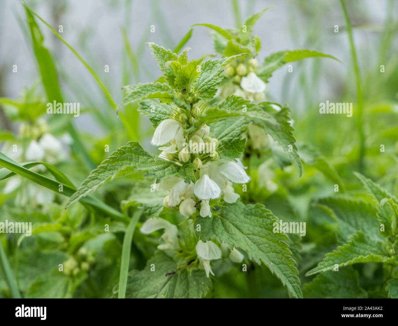 White nettle (Lamium album) in the Spring Stock Photo - Alamy