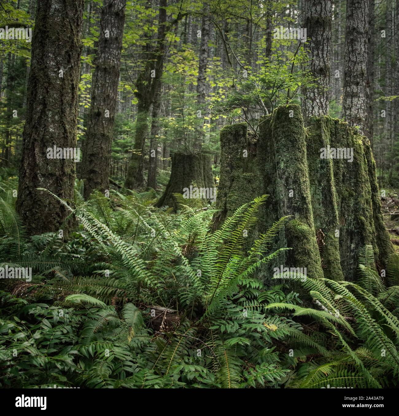 Vintage Western Red Cedar Stump Stock Photo - Alamy