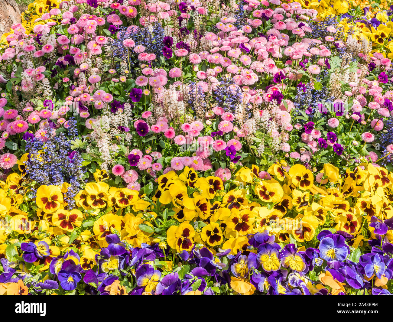 Lively mix of flowers hi-res stock photography and images - Alamy