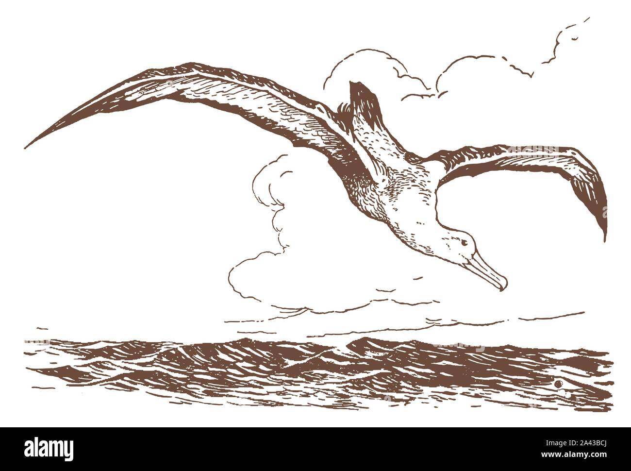 Albatross is flying over the sea and starting to nosedive. Illustration ...