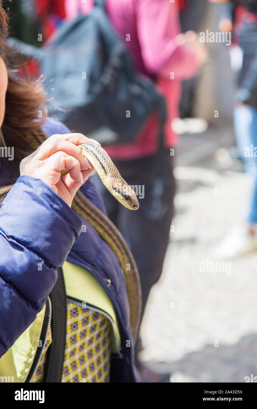 Woman holding a snake hi-res stock photography and images - Alamy