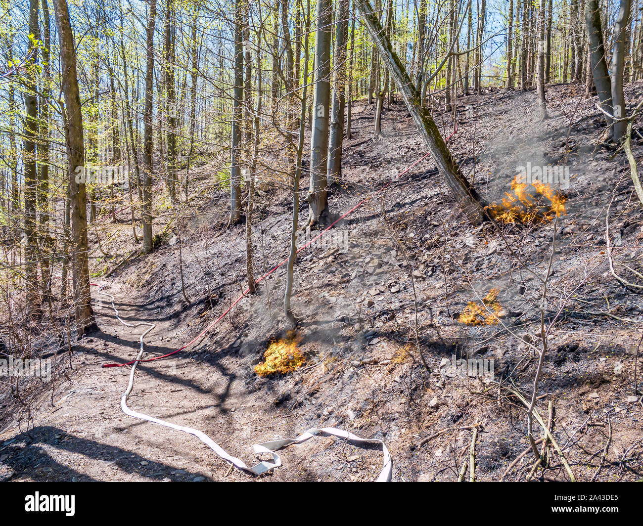 Wood tree trees alarm forest hi-res stock photography and images - Alamy