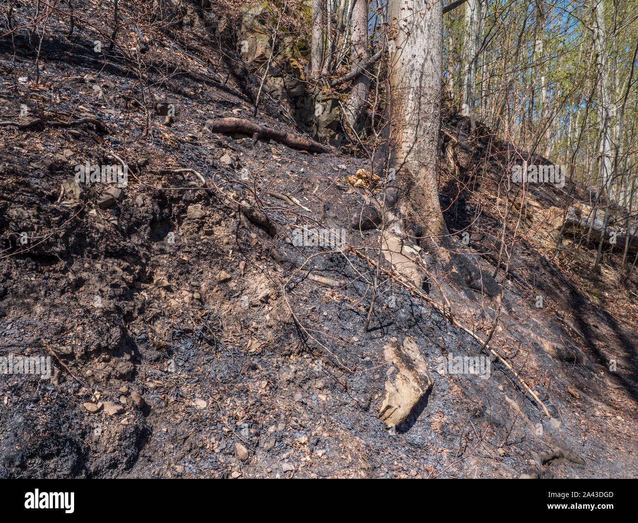 burned forest after a forest fire Stock Photo - Alamy