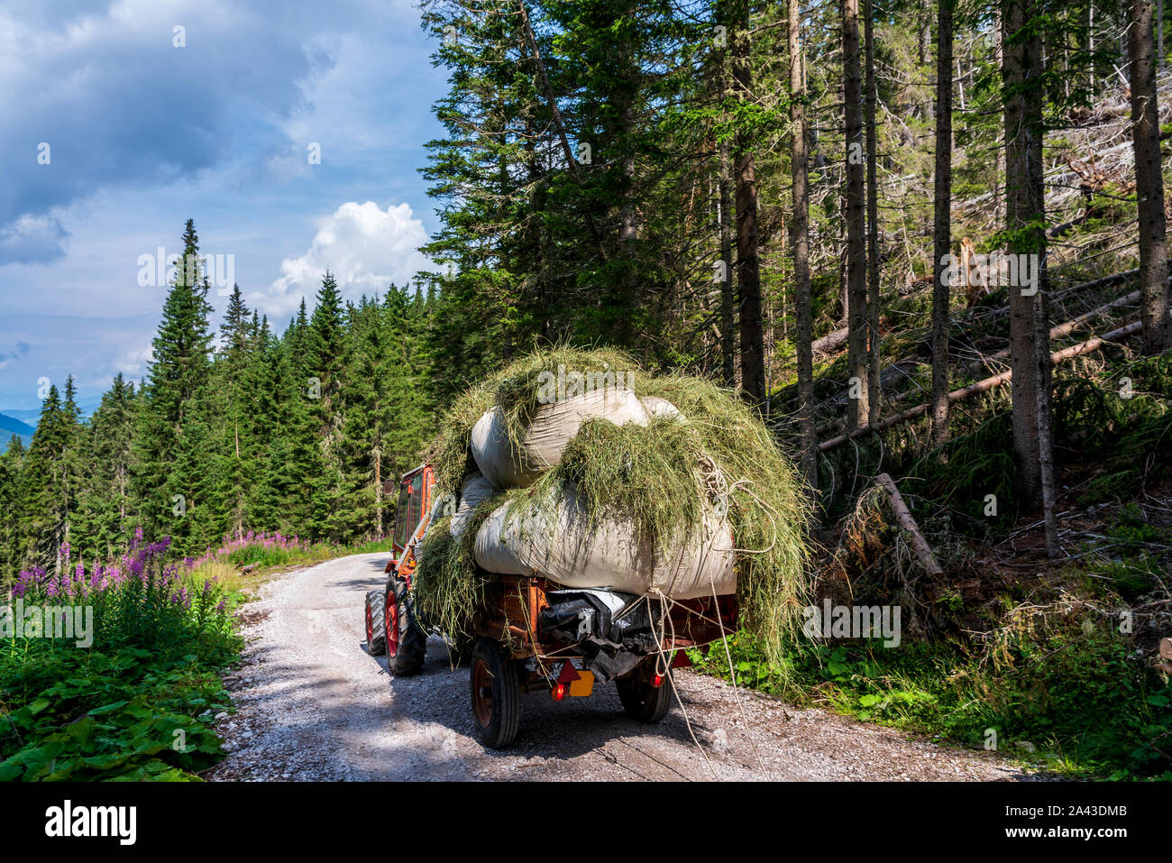 Tractor with hay in mountains, Dolomites Stock Photo - Alamy