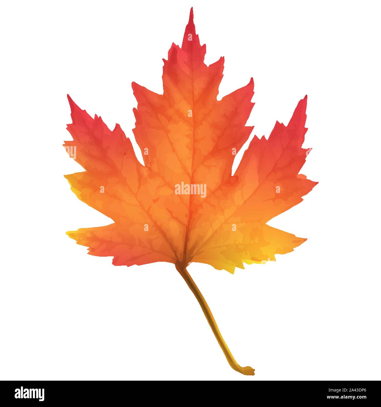Realistic maple leaf isolated on white background Stock Vector Image ...